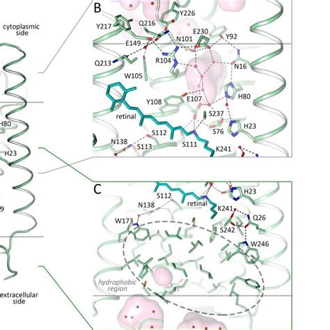 Structure Of 48c12 Protomer A Side View Of The Protomer In The