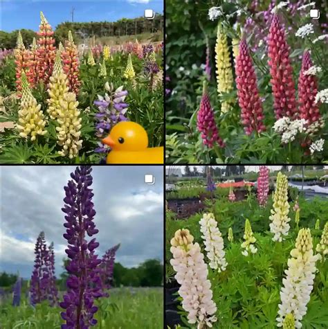 585 Species In Genus Lupinus Lupine
