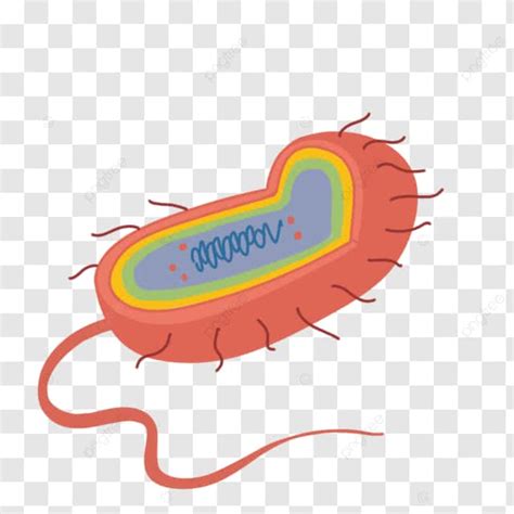 Biology Cells Clipart