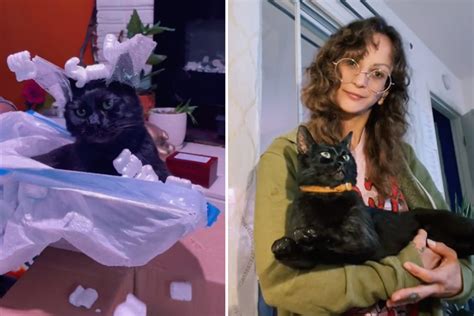 Videos Showing A Dying Cat