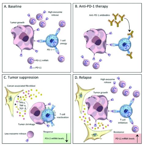 Exosomal Pd L1 Correlates With Tumor Response And Resistance To Download Scientific Diagram