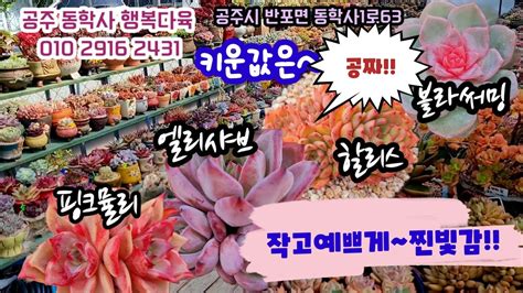 계룡산에 행복다육~찐빛감다육 기막힌 색감에 가격까지 착해요 키운값은 꽁짜 베란다맘군들께 강추 Youtube