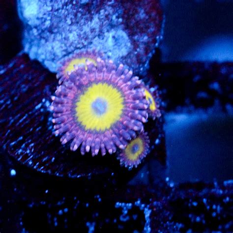 Jc Flower Fall Zoanthid Jersey Corals