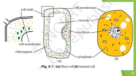 Cell Structure And Functions Class 8pptx