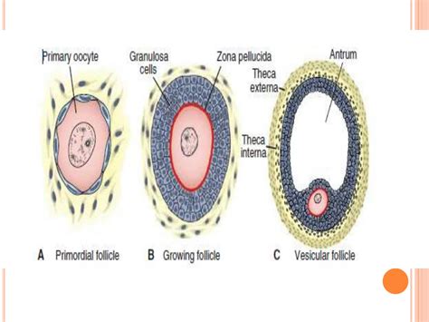 Solution Ovulation To Implantation Ppt Studypool