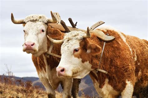 What S The Difference Between Ox And Beef Boss The Kitchen