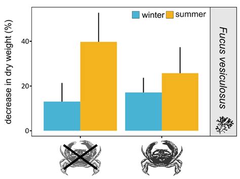 Decrease In Biomass Dry Weight Of Fucus Vesiculosus Over The Duration