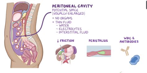 Peritoneum And Peritoneal Cavity Flashcards Quizlet