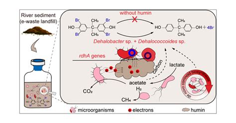 Genome Centric Metatranscriptomic Characterization Of A Humin Facilitated Anaerobic
