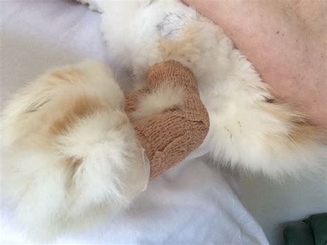 Sore Hocks Ulcerative Pododermatitis — Westleys World