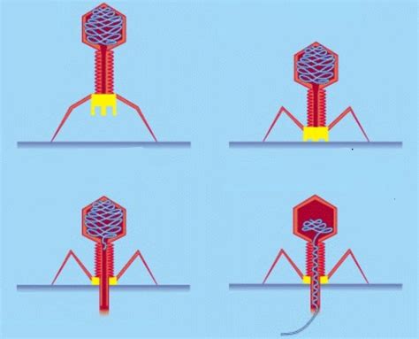 T4 Bacteriophage Entry Diagram Quizlet