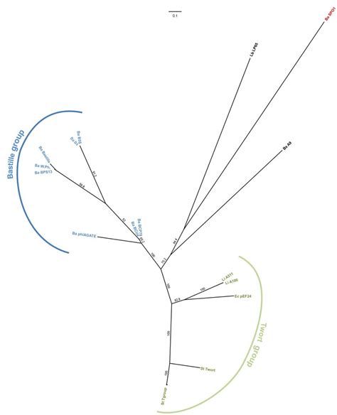 majority consensus maximum likelihood tree 250 bootstrap replicates