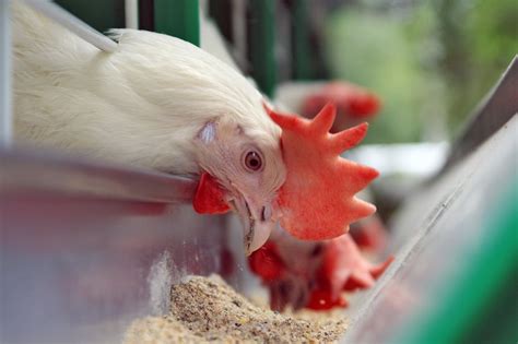 The Importance Of Feed Particle Size In Laying Hen Diets Layer Resources