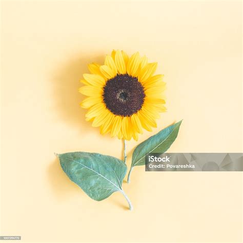 파스텔 노란 배경에 해바라기입니다 정사각형 평면 위치 최고 보기 해바라기에 대한 스톡 사진 및 기타 이미지 해바라기 노란색 배경 설계도 Istock