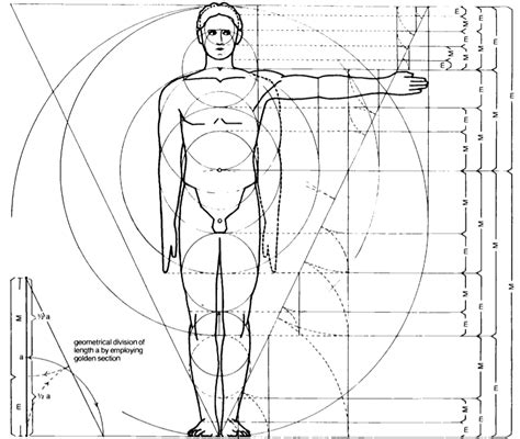 Fibonacci Sequence Human Body