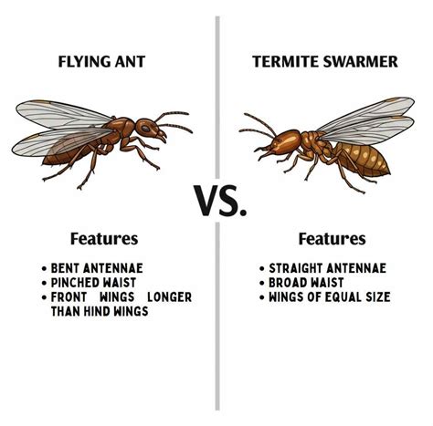 See A Termite Swarm Heres Your Next Move