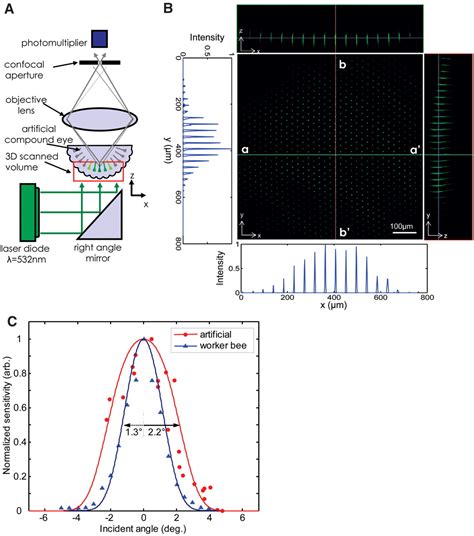 Biologically Inspired Artificial Compound Eyes Science