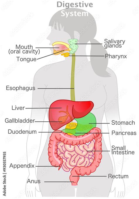 Digestive System Organs Anatomy Female Human Diagram Mouth Salivary Glands Pharynx