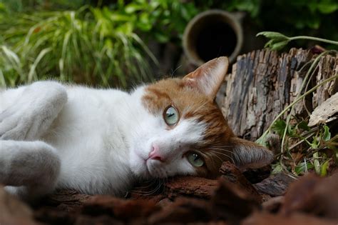 Kedi Evcil Hayvan Memeli Pixabayde ücretsiz Fotoğraf Pixabay