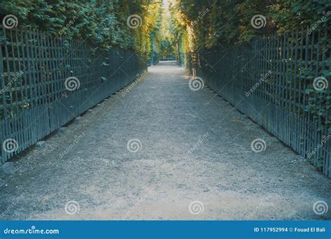 Tree Lined Path In A Park Editorial Stock Image Image Of Avenue