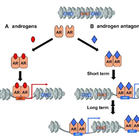 A Schematic Of Differential Chromatin Remodeling By Androgens Vs