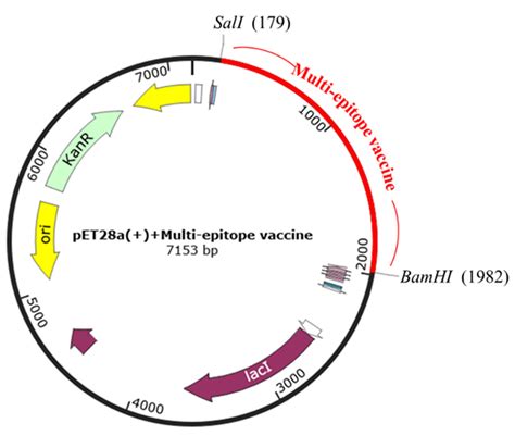 Design Of A Chimeric Multi Epitope Vaccine Cmev Against Both Leishmania Martiniquensis And