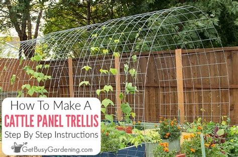 Cattle Panel Trellis Diy How To Make An Arch Tunnel For Your Garden