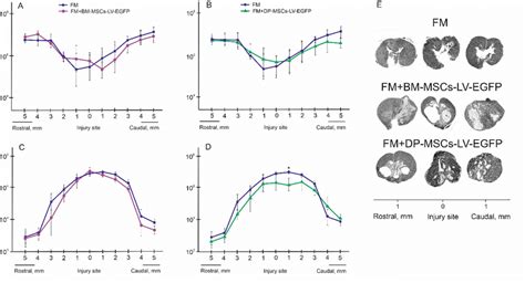 Spinal Cord Morphometry In Experimental Groups Of Rats A B An Area Download Scientific