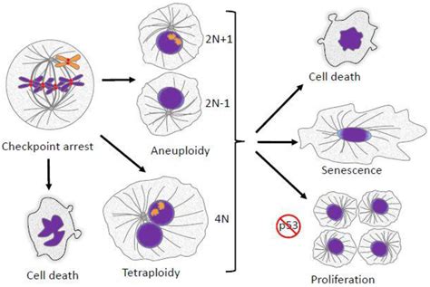 The Consequences Of Chromosome Segregation Errors In Mitosis And Meiosis