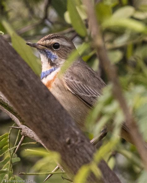 Bluethroat Keoladeo Np India Daves Travelogues
