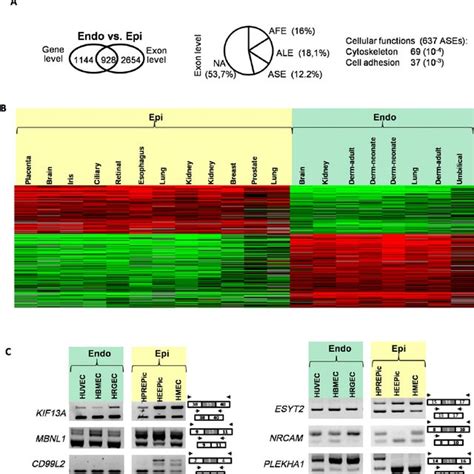 Dedicated Clip Seq Data Visualization Web Interface A Localization