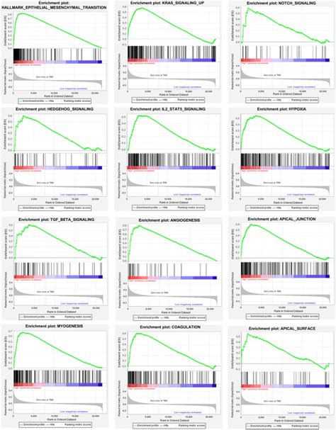 gene set enrichment analysis of functional gene set differences between download scientific