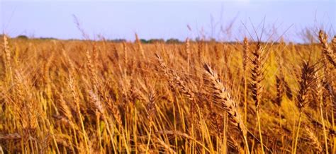 Immagini Belle Grano Campo Malto Raccolto Segale Famiglia Di