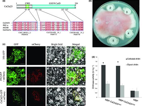 Cschi23 Encodes A Cucumber Class I Chitinase With Chitinase Activity