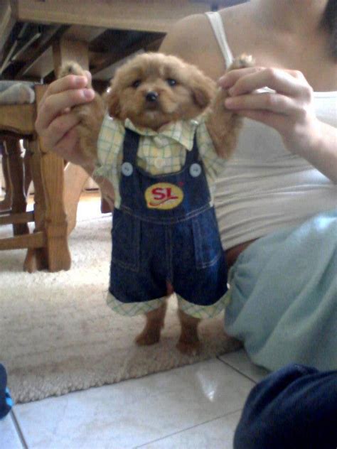 პატარა ძაღლი შორტიკ მაიკაში