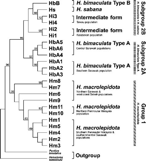 Unweighted Mp Tree Based On Nucleotide Sequences Of Part Of The