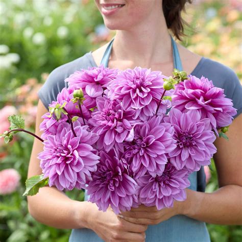 Dahlia Tubers Lilac Time Spring Flower Bulbs Eden Brothers