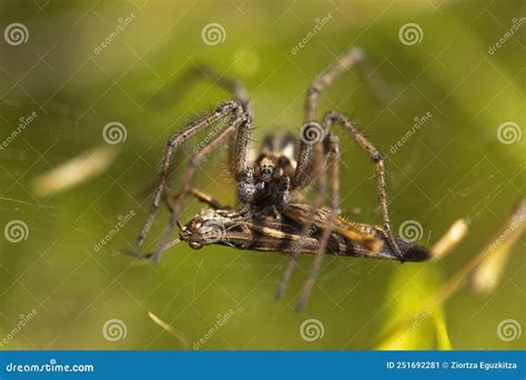 Macro Photograph Of A Spider Hunting A Grasshopper In Its Web Nature
