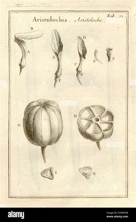 Joseph Pitton De Tournefort Institutiones Rei Herbariae Parisiis E