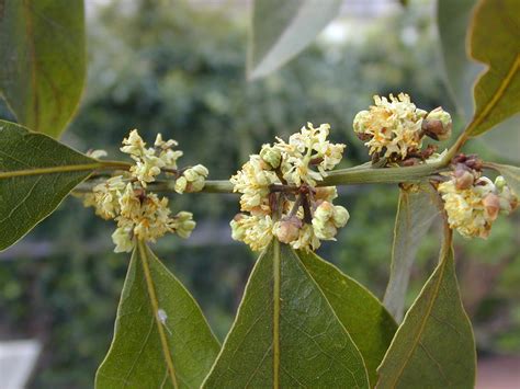 Trees Of Santa Cruz County Laurus Nobilis Grecian Laurel