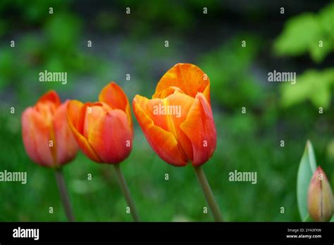 Bright Orange Red Tulipa Orange Beauty A Double Tulip On Display At