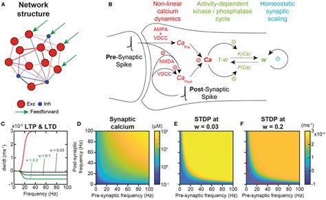 Network Structure And Plastic Properties A Scheme Of The Recurrent