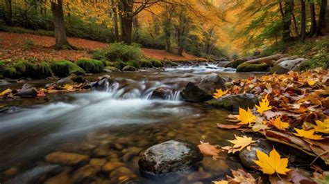 Autumn Background Images Free Download Pngmagic
