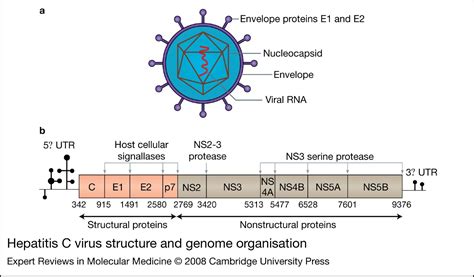Hepatitis C Virus Diagram