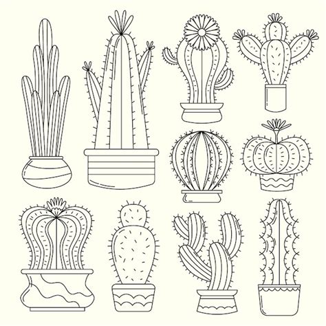 Cactus Species Vectors And Illustrations For Free Download