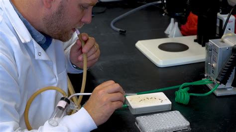 Video High Throughput Assays Of Critical Thermal Limits In Insects