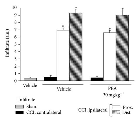 Infiltrate Evaluation On The 14th Day After Cci 5 μm Nerve Sections