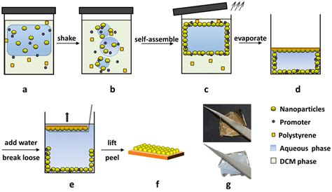 Scheme 1 Schematic Illustration Of The One Pot Fabrication Process