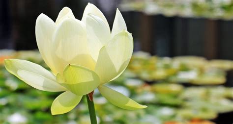 웹디자인기능사 공개도면 문제풀이 C 2부여 가을연꽃축제 네이버 블로그