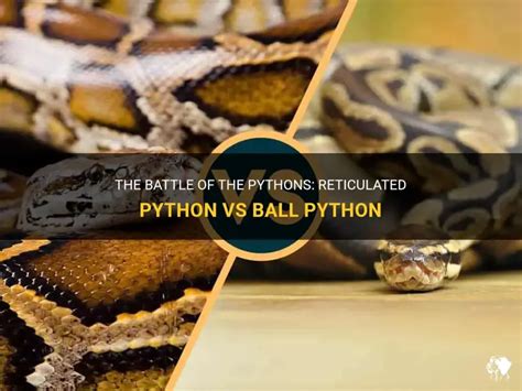 The Battle Of The Pythons Reticulated Python Vs Ball Python Petshun